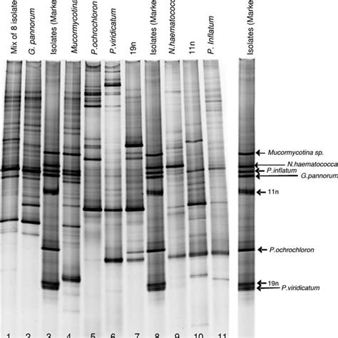 Biostimulation And Bioaugmentation