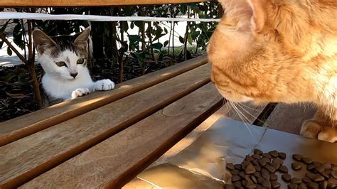 밥 먹는데 누가 자꾸 쳐다보는거 같아 Youtube