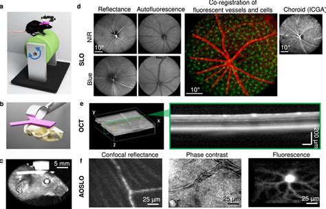 Structural And Functional Retinal Imaging For The Awake Behaving Mouse Download Scientific
