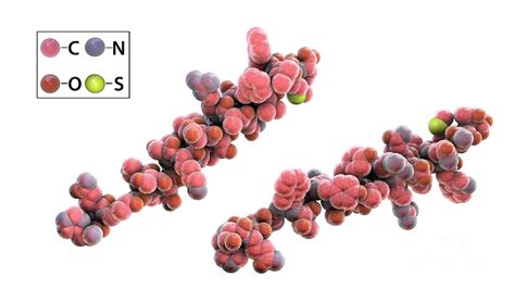 Glucagon Hormone Molecule Photograph By Kateryna Konscience Photo Library Fine Art America