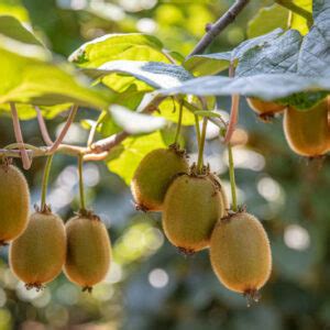 Hardy Kiwi Actinidia Arguta Uses How To Grow Varieties