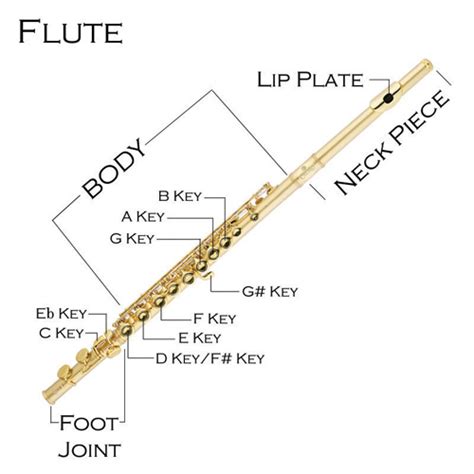 Anatomy Of Flute At Kelli Cole Blog