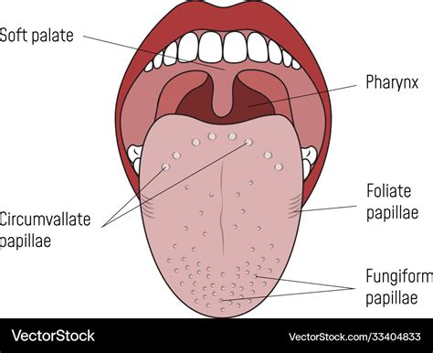 Human Tongue Taste Papillae And Their Afferent Nerve