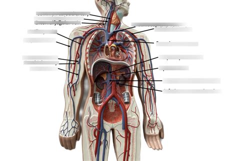 Anatomy 2 Lab Exam 1 Body2 Diagram Quizlet