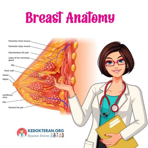 Anatomi Payudara Breast Anatomy