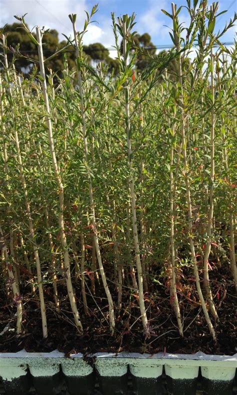 Salt Tolerant Species Chatfields Tree Nursery