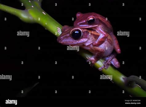 Tree Frogs Hi Res Stock Photography And Images Alamy