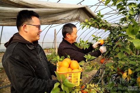 南京柑橘甜蜜上市助增收 人民图片网