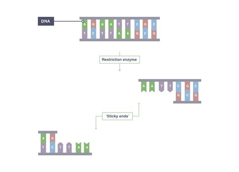IGCSE Biology Understand How Restriction Enzymes Are Used To Cut DNA At Specific