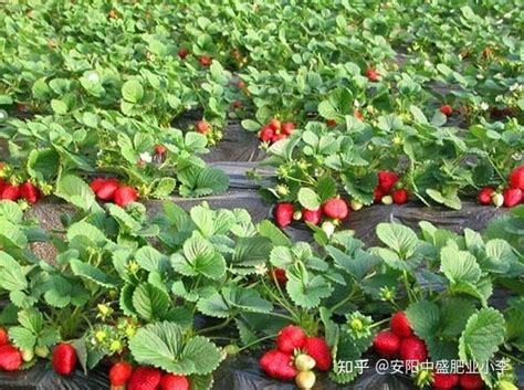种植草莓对环境的要求种植草莓用什么样的肥料好 知乎