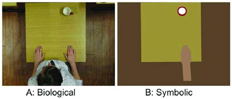 Stimulus Type Start Positions For The Biological A And The Symbolic