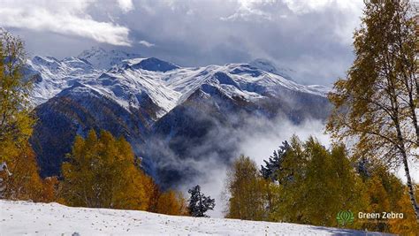ჰაწვალი დღეს B Green Zebra • მწვანე ზებრა