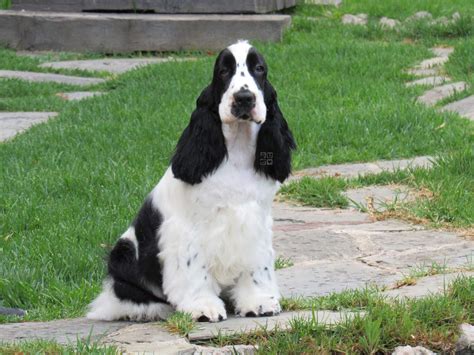 Cuanto Vale Un Cocker Spaniel Ingles