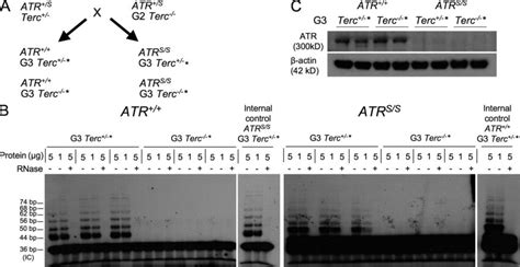 Generation And Characterization Of Seckel Terc Compound Mice A