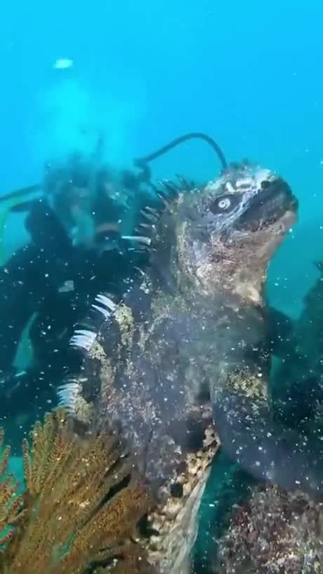 갈라파고스제도의 바다이구아나mp4 웃긴대학 대기자료