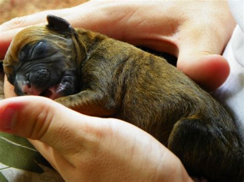 Newborn Boxer Puppies