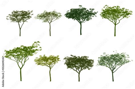 Vector Tree Green Color Side View Set Of Graphics Trees Elements Outline Symbol For