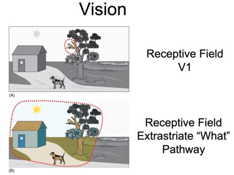 Neuro Exam 2 Flashcards Quizlet