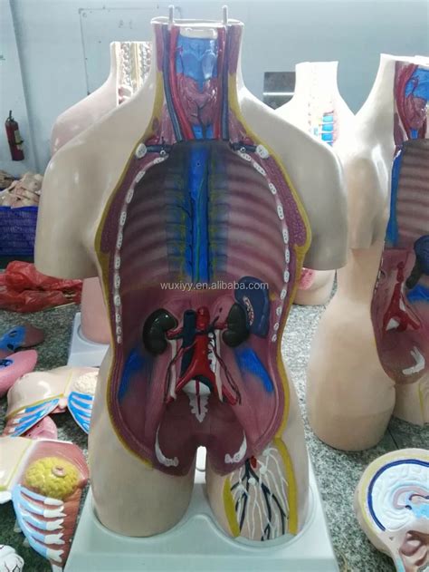 32 Parts Human Anatomical Torso Model Buy Human Torsoanatomical