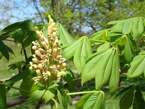 25 Common Types Of Trees Native To Maryland Grow Or Admire