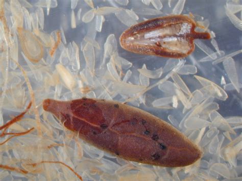 Plant Macrofossils Bogology