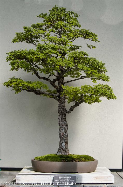 29 Tipos De Arboles Para Bonsai