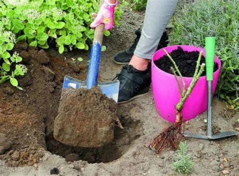 Какую почву любят розы? Грунт для комнатной розы и в саду. Нужна кислая ...
