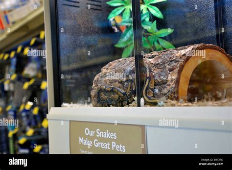 Petsmart Snakes Ball Python
