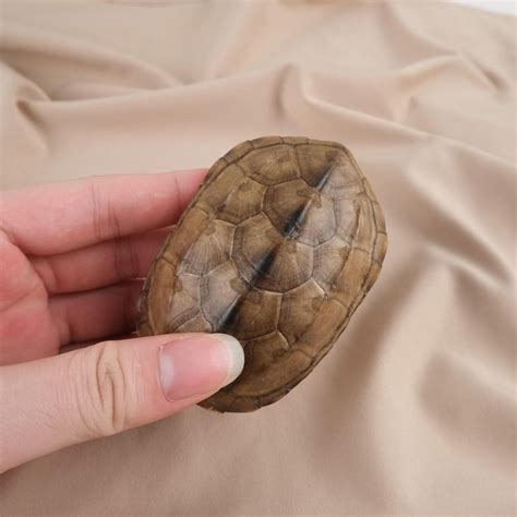 Vintage Real Specimen Turtle Shell Bone Specimen Cleaned Disinfected