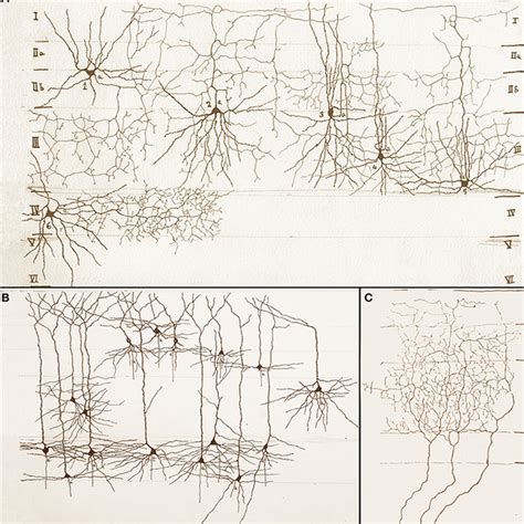 Survey Unpublished Drawing From The Rat Cerebral Cortex By Lorente De