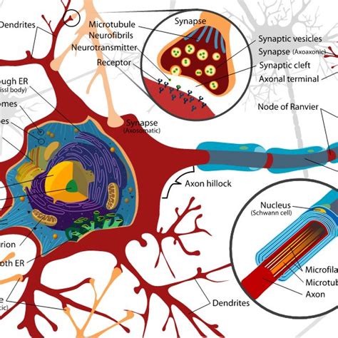 The Process Of A Chemical Synaptic Transmission From Left To Right Download Scientific