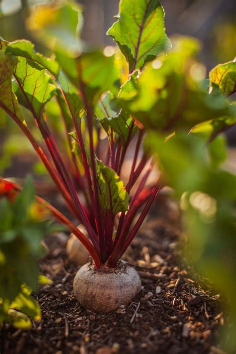 plant beets smarter a guide to smart agriculture for beet farmers