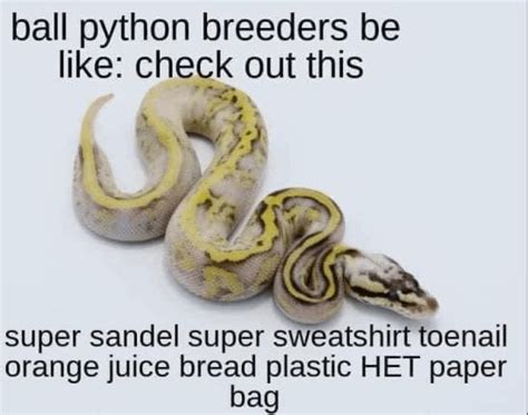I Actually Made This Meme Rballpython