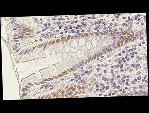 Cryptsegmentation Semantic Segmentation Model By Booleanlab