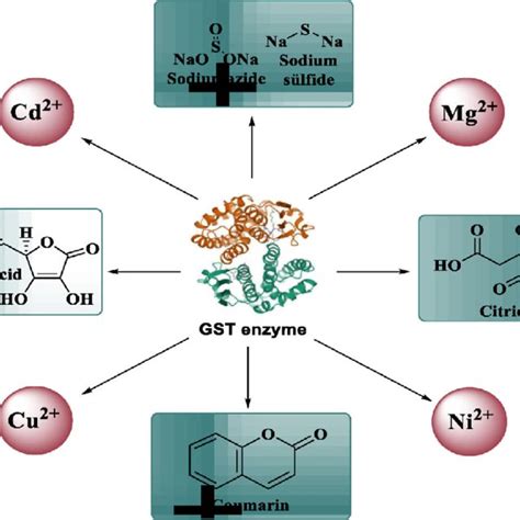 Gst Enzyme Inhibitors Some Metal Ions And Chemical Compounds