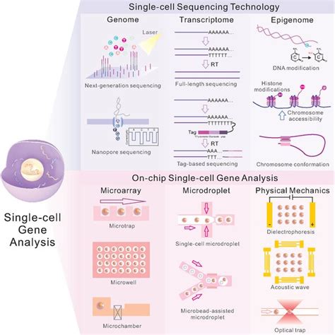 Single‐cell Whole Genome Amplification And Sequencing Methods A Download Scientific Diagram