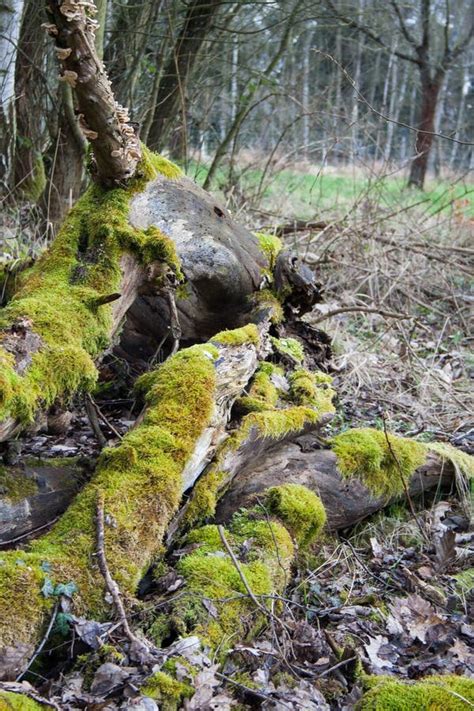 Big Heap Tree Stock Photo Image Of Land Ground Branches