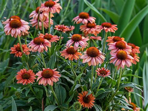 Dwarf Coneflower Echinacea Prima™ Ginger In The Coneflowers Database