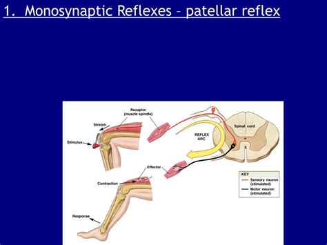 Ppt Chapter 13 The Spinal Cord Spinal Nerves And Spinal Reflexes