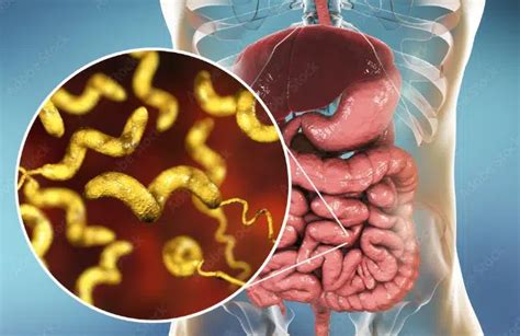 Pcr Rápida Lamp Para Campylobacter Jejuni Coli Amunet Laboratorio Portable