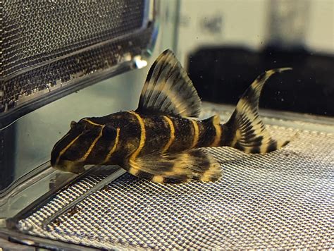 Buy L204 Flash Pleco Online In Australia Point Pleco Aquariums