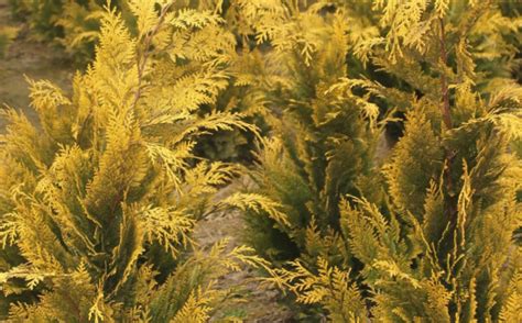 Кипарисовик Лавсона Ивонне (Chamaecyparis lawsoniana Ivonne): посадка и ...