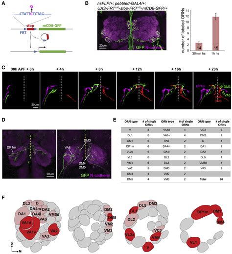 Cellular Bases Of Olfactory Circuit Assembly Revealed By Systematic Time Lapse Imaging Cell