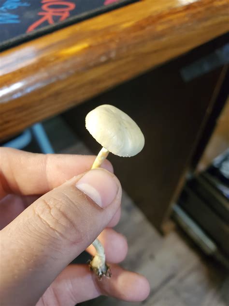 Im Starting A Mushroom Database But I Cant Seem To Identify This One Any Ideas Rmycology