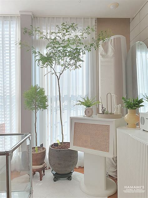 실내 대형 화분 노란색꽃 향좋은 노랑 아카시아 나무키우기 시멘트화분으로 감성 인테리어식물 네이버 블로그