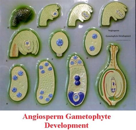 Angiosperm Gametophyte Development Model Diagram Quizlet