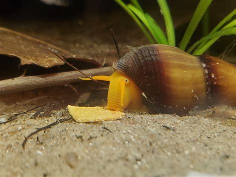 First Rabbit Snail Please Help With Shell Deterioration R Aquaticsnails