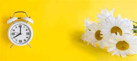 흰색 알람 시계와 노란색 배경에 흰색 카모마일의 꽃다발 기치 공간을 복사합니다 0명에 대한 스톡 사진 및 기타 이미지 0명 꽃 식물 노란색 배경 Istock