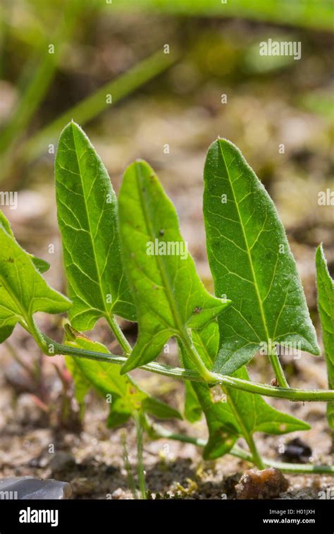 Field Bindweed Field Morning Glory Small Bindweed Convolvulus Arvensis Leaves Germany