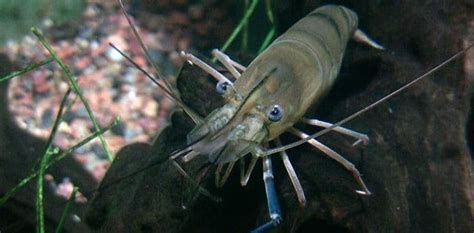 Prawn Spiritual Meaning And Symbolism